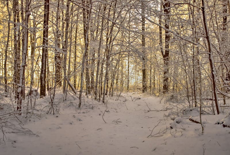 Winding Winter Path stock photo. Image of dawn, fresh - 62927432