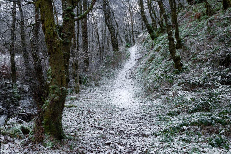 Winding Winter Path Traverses a Pristine Forest of Snow-dusted Trees ...