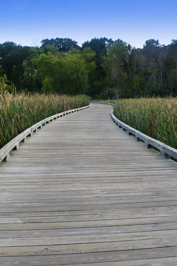 Winding Wooden Path into Forest Stock Photo - Image of boardwalk ...