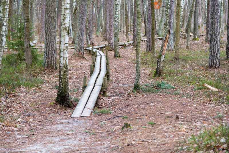 A Winding Wooden Path through a Peaceful Forest with Tall, Thin-trunked ...