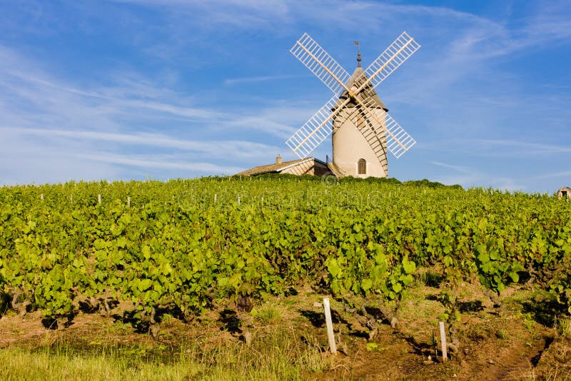 Vineyards with Windmill, France Stock Image - Image of cultivate ...