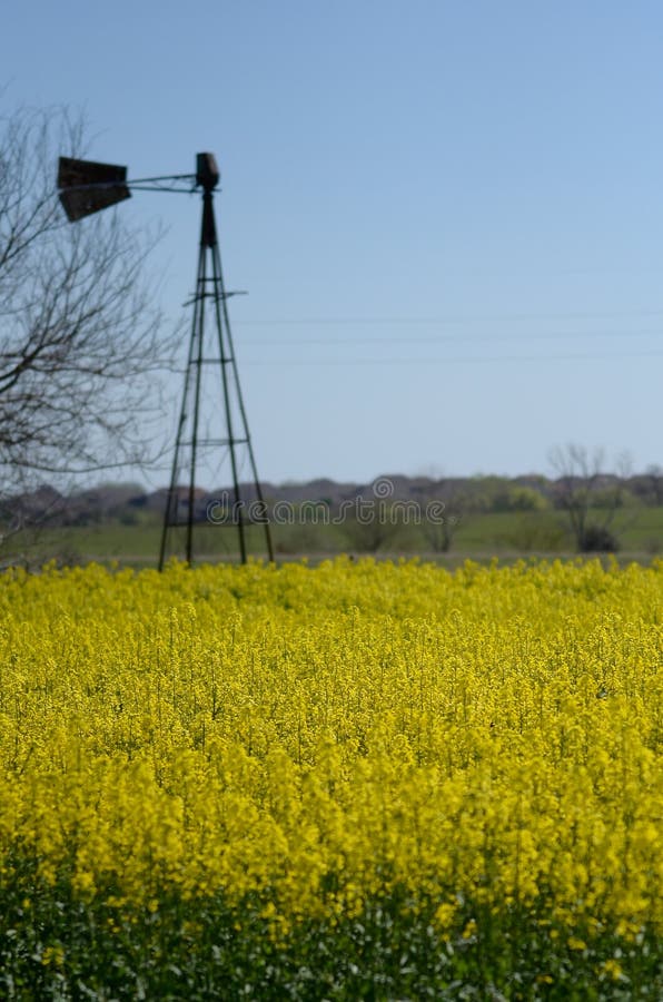 Windmill in Canola Field stock image. Image of windmill - 52075133