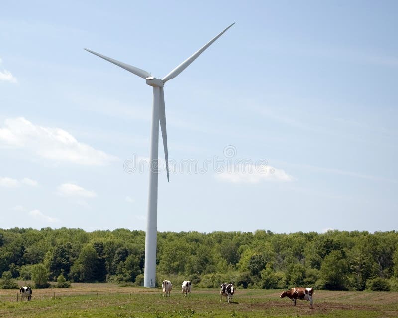 Windmill and Cows stock image. Image of wind, carbon, turbine - 9692091
