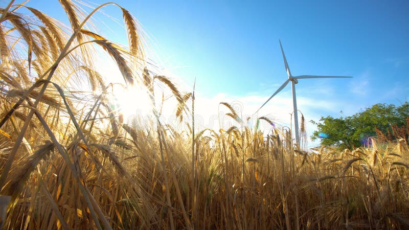 Windmill for Electric Power Production in the Yellow Field of Wheat ...
