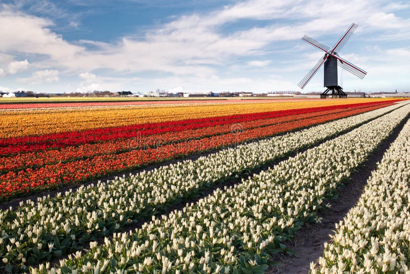 Windmill on Field of Tulips Stock Photo - Image of dutch, garden: 39847028