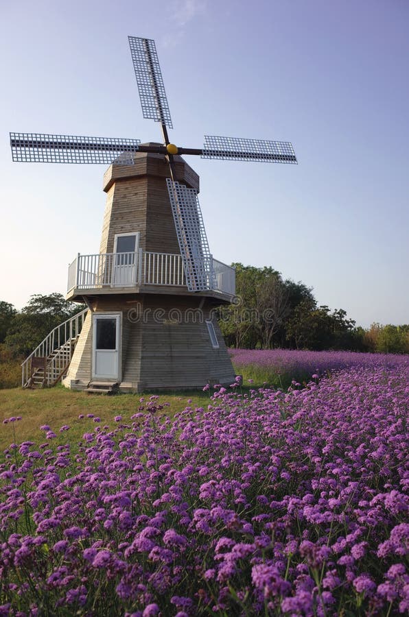 Windmill with flower land stock photo. Image of flower - 85107020