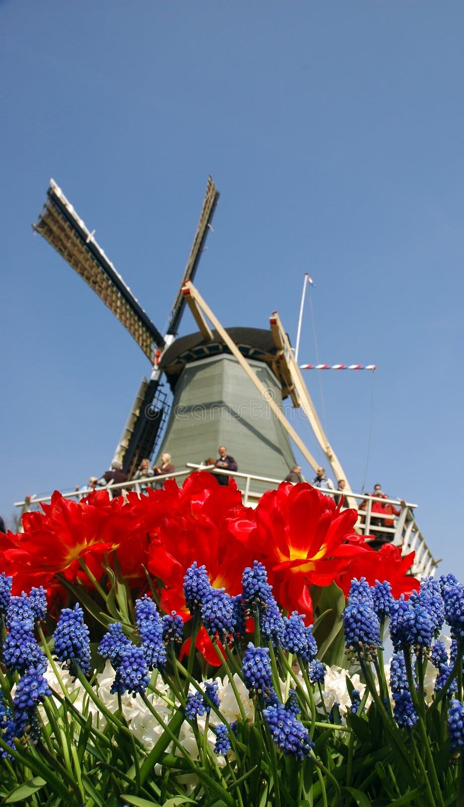 8,365 Flowers Windmill Stock Photos - Free & Royalty-Free Stock Photos ...