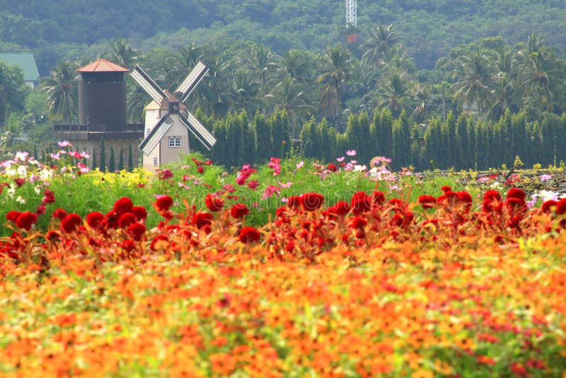 Windmill Netherlands Style in Flower Gar Stock Image - Image of ...