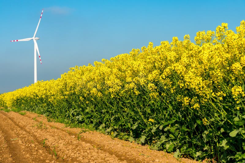 Windmill in yellow field stock photo. Image of agriculture - 5165376