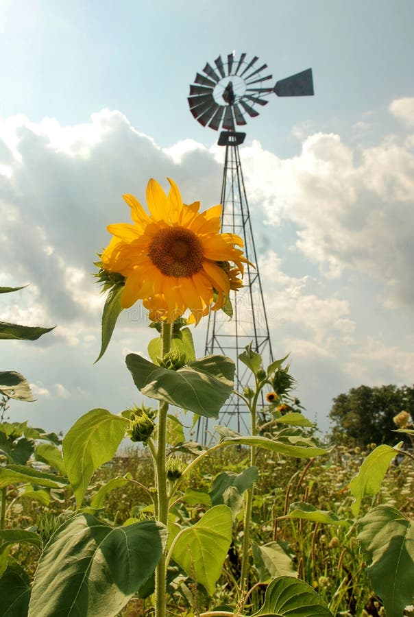 A Prominent Sunflower in a Field with a Windmill in the Background ...