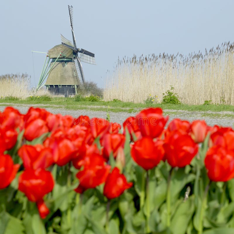Windmill At The Tulip Bulb Farm Stock Image - Image of bulb, calm: 21192163