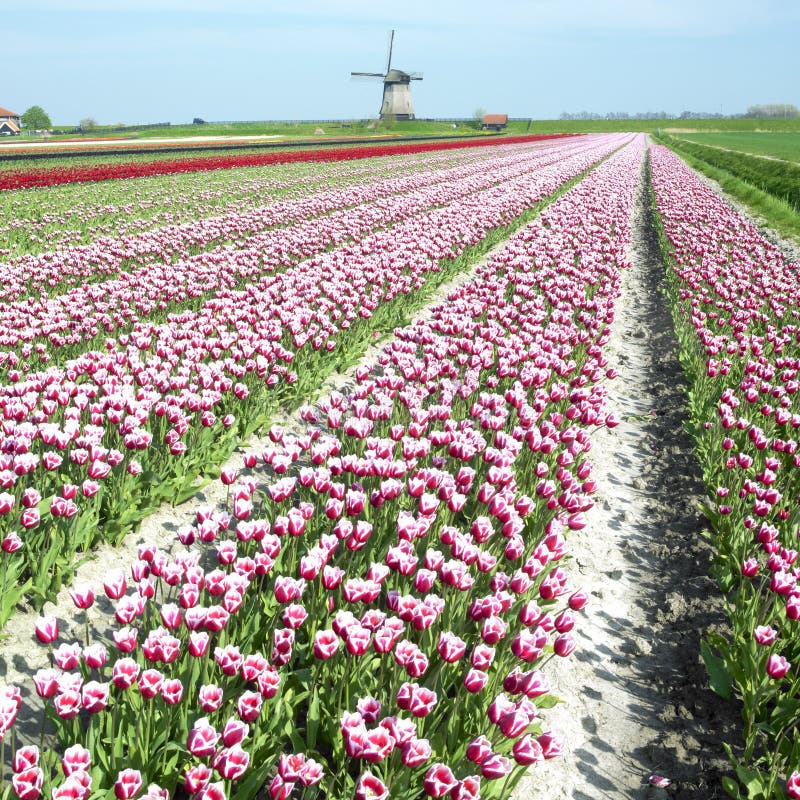 Windmill with tulip field stock image. Image of travel - 22005703