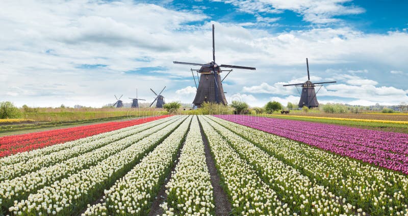 Windmill with Tulip Field in Holland Stock Photo - Image of countryside ...