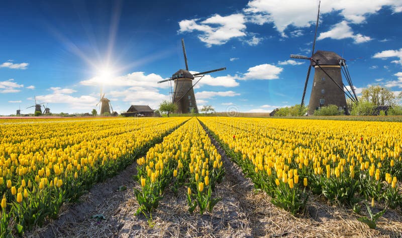 Windmill with Tulip Field in Holland Stock Image - Image of country ...