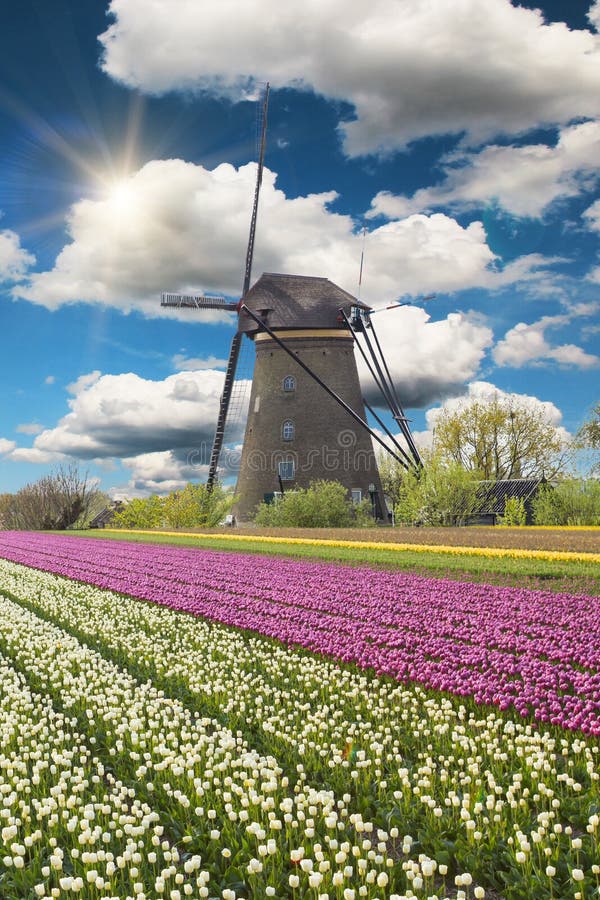 Windmill with Tulip Field in Holland Stock Photo - Image of europe ...