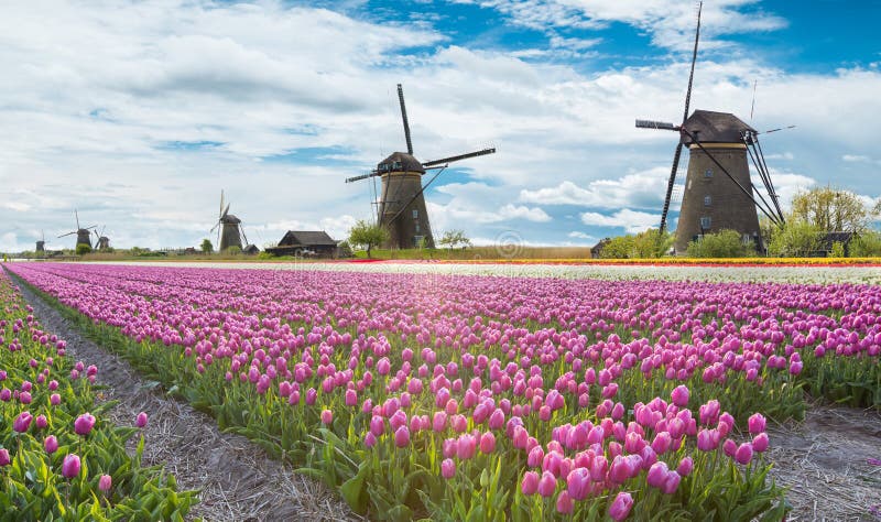 Windmill with Tulip Field in Holland Stock Photo - Image of blossom ...