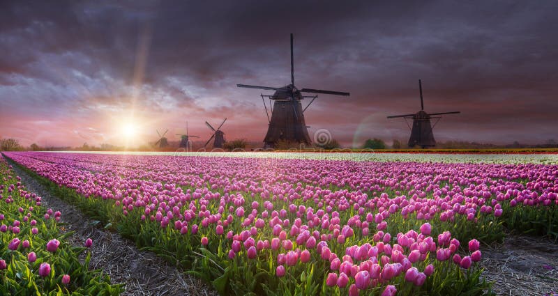 Windmill with Tulip Field in Holland Stock Photo - Image of country ...