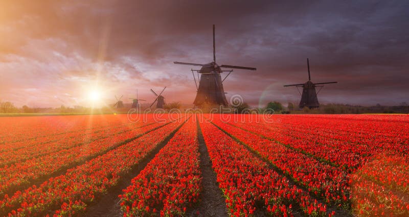 Windmill with Tulip Field in Holland Stock Image - Image of ...