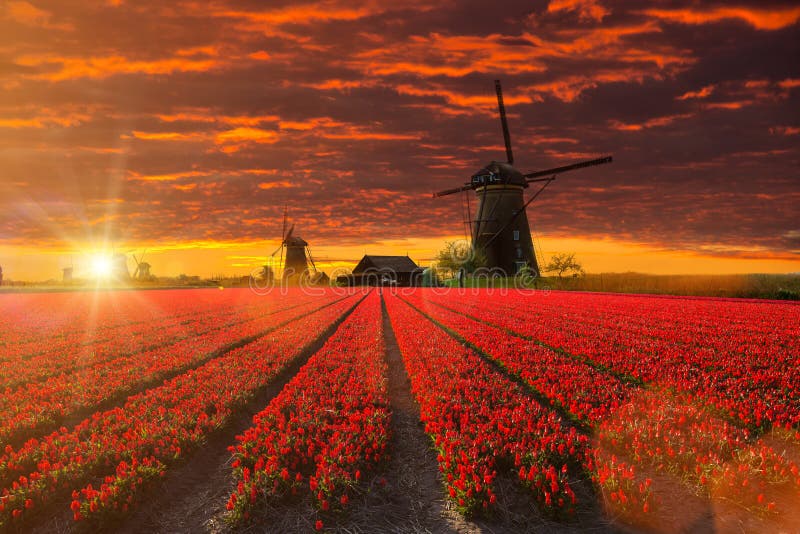 Windmill with Tulip Field in Holland Stock Photo - Image of europe ...
