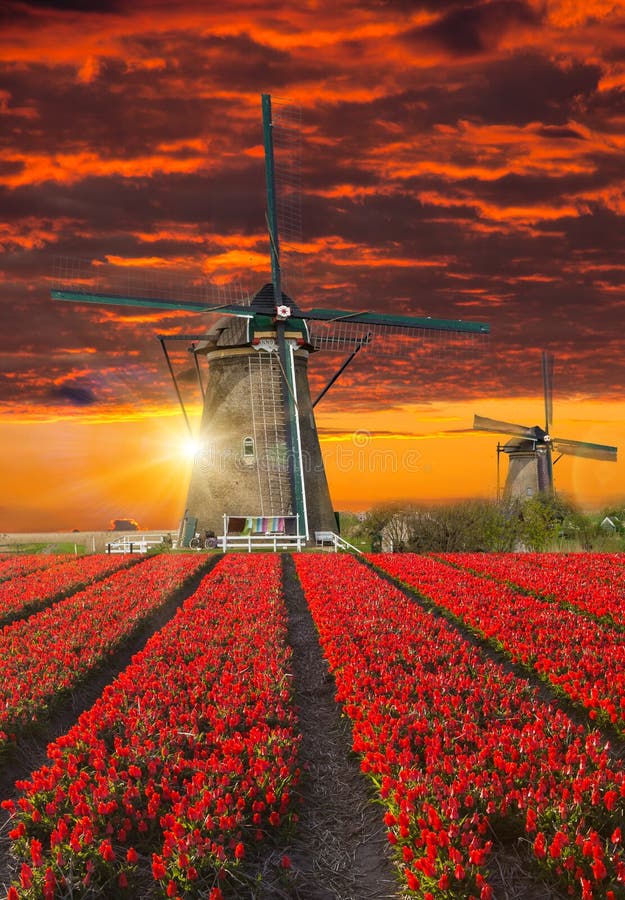 Windmill with Tulip Field in Holland Stock Image - Image of heritage ...