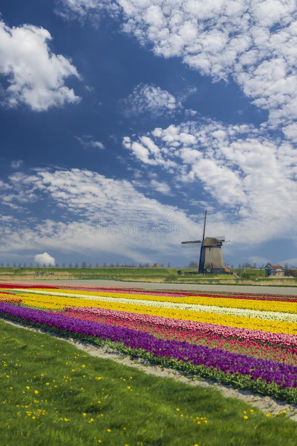 Windmill with Tulip Field in North Holland, Netherlands Stock Photo ...
