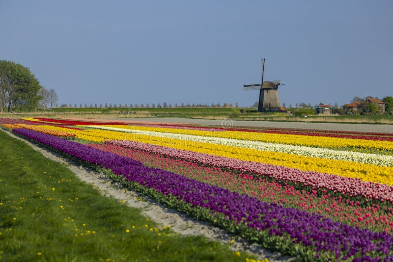 Windmill with Tulip Field in North Holland, Netherlands Stock Photo ...
