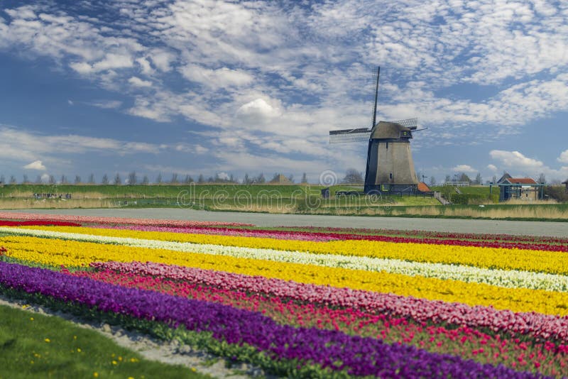 Windmill with Tulip Field in North Holland, Netherlands Stock Photo ...