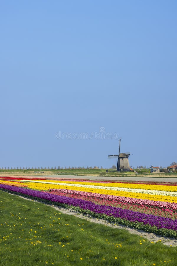 Windmill with Tulip Field in North Holland, Netherlands Stock Image ...