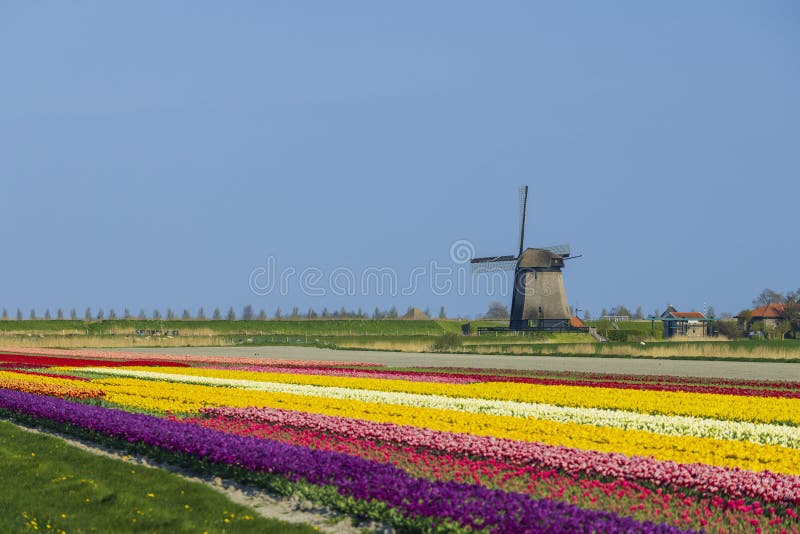 Windmill with Tulip Field in North Holland, Netherlands Stock Photo ...