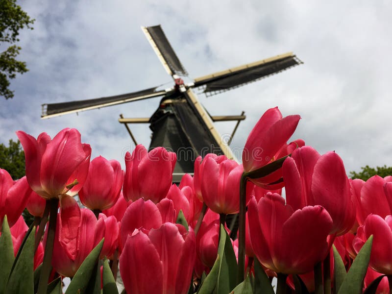 Windmill and tulips stock image. Image of tulip, attraction - 92421105