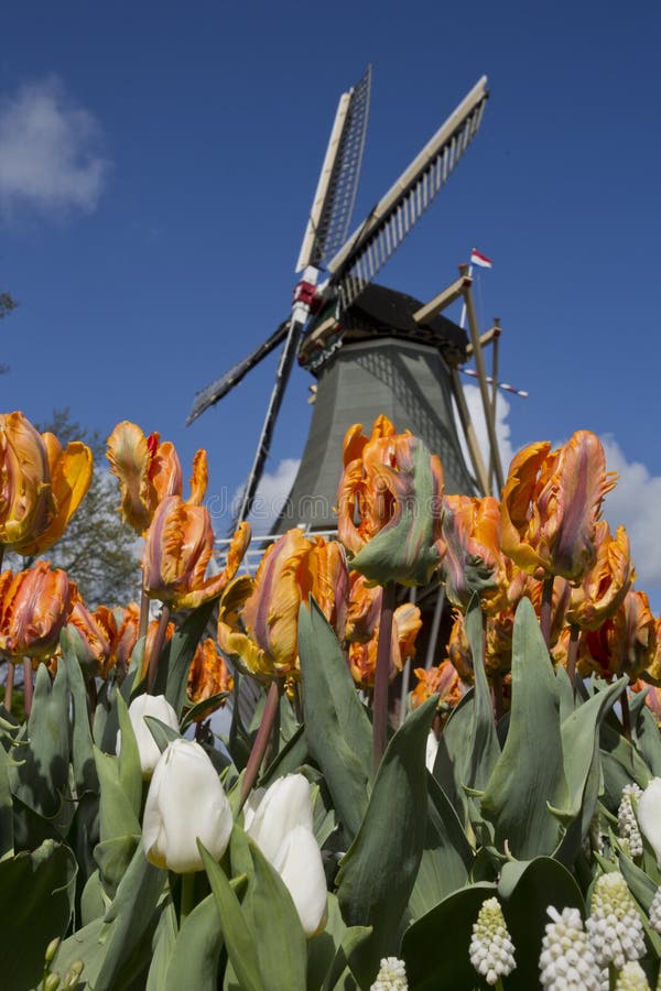 Dutch Tulip Windmill Landscape Stock Photo - Image of flower, blue ...