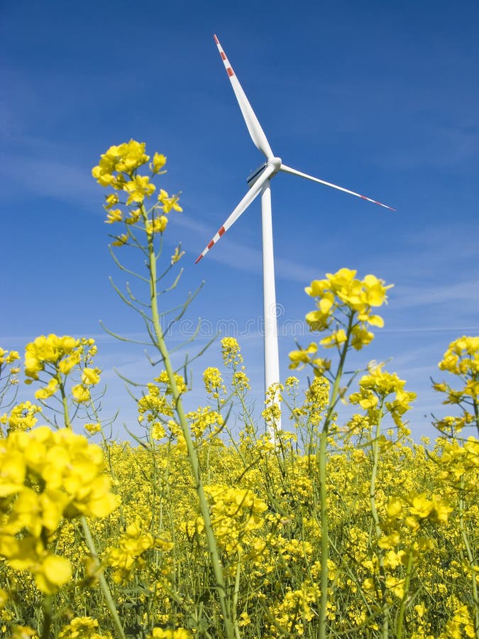 Windmill in yellow field stock photo. Image of agriculture - 5165376