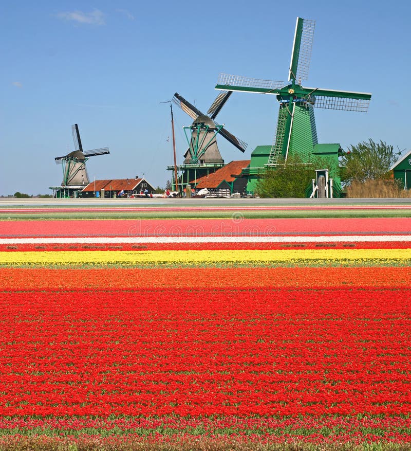 Tulips and windmill stock image. Image of nature, flora - 9045591