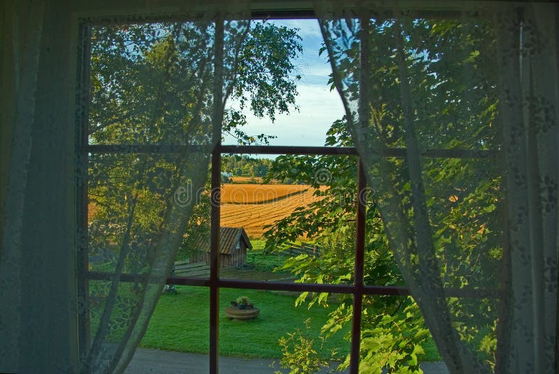 Window stock photo. Image of tree, looking, country, growing - 10075974