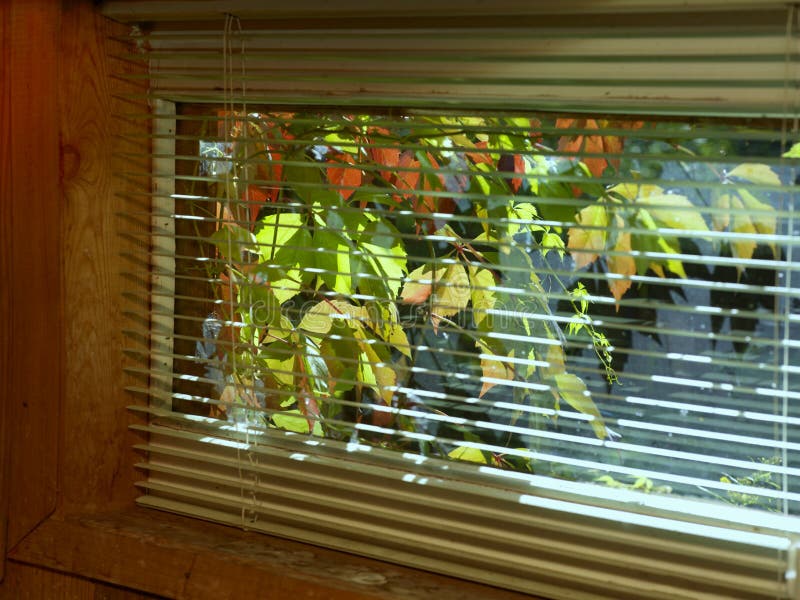 Window and Autumn Leaves stock photo. Image of contra - 100506840