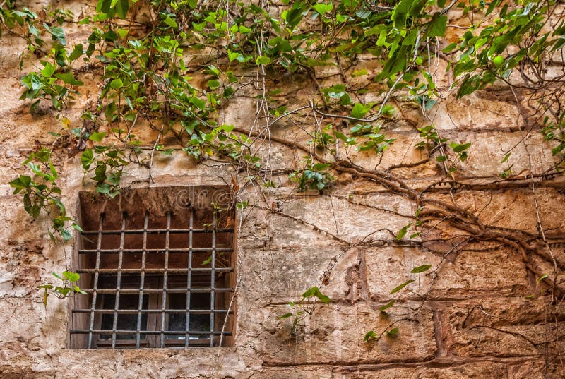 Window bars stock photo. Image of grills, creeper, rural - 60295616