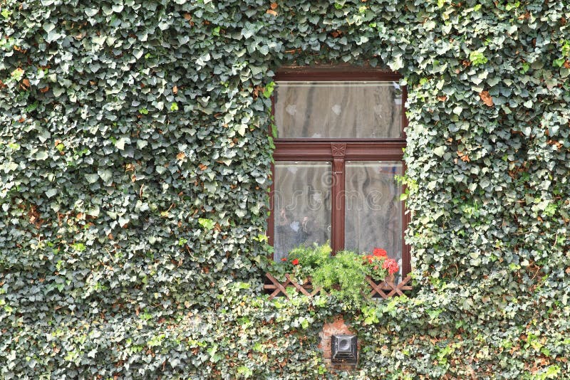 Window behind ivy stock image. Image of leaf, plants - 61910409