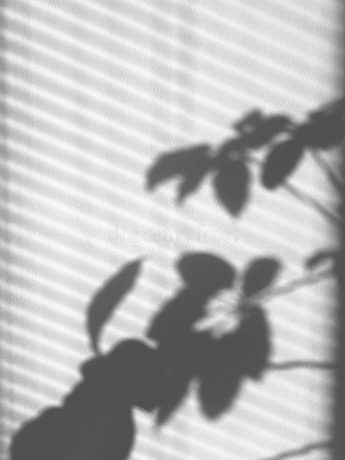 Window Blinds and Leaves Shadow on Wall. Gobo Light Stock Photo - Image ...