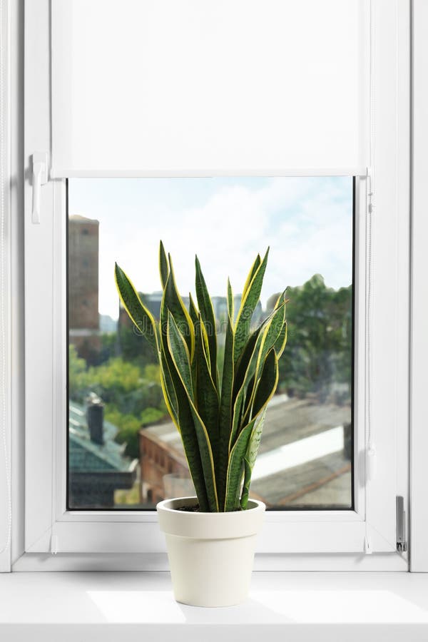 Window with Blinds and Potted Sansevieria Plant on Sill Indoors Stock ...