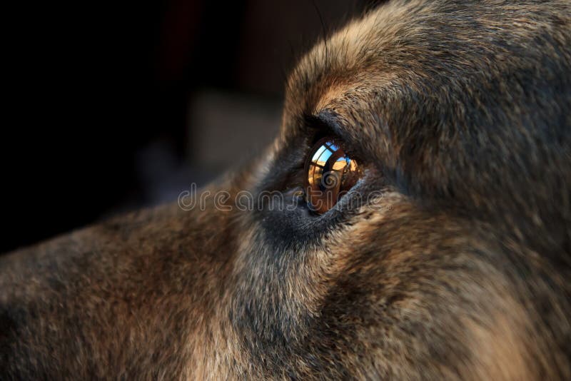 Reflection of the Window in the Dog`s Eye. Stock Image - Image of brown ...