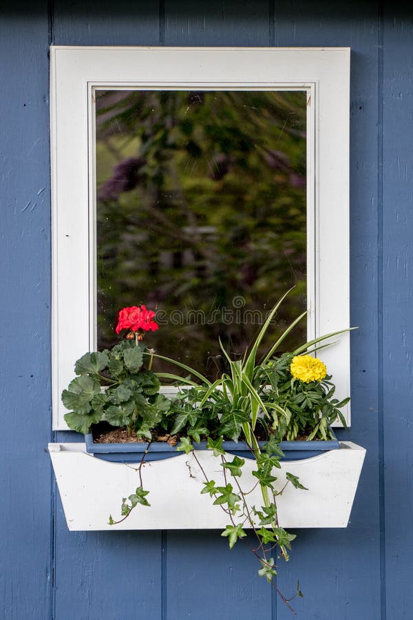 Window Box with Colourful Flowers on a Blue Wall Stock Photo - Image of ...
