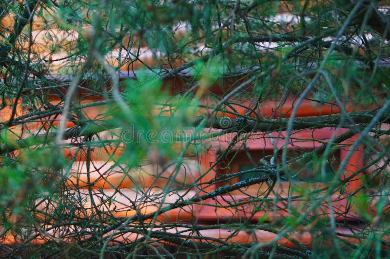 Window by branch stock image. Image of natural, structure - 99137949