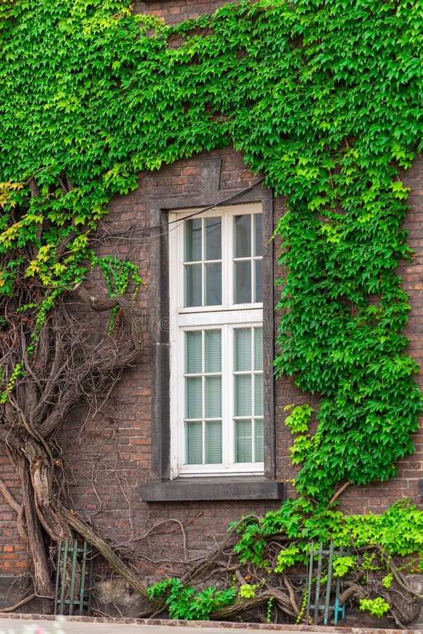 A Window of a Brick Building Overgrown Stock Photo - Image of facade ...