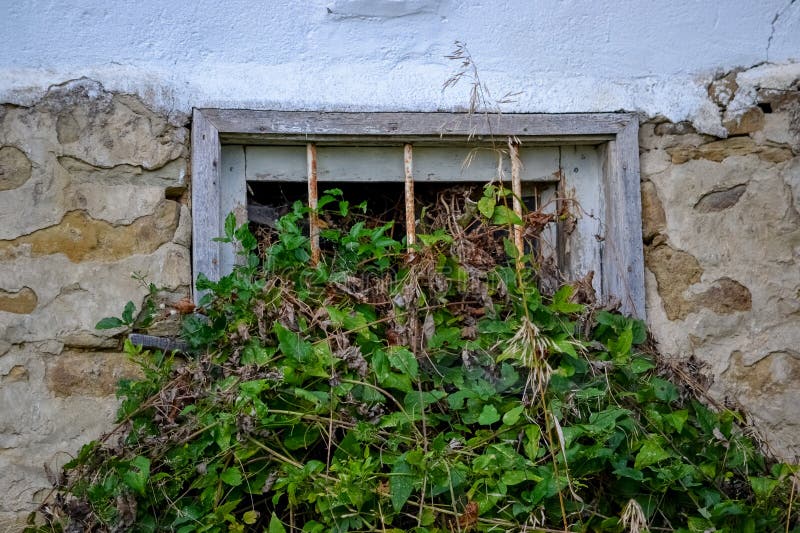 A window in the bush stock image. Image of basement - 334922921