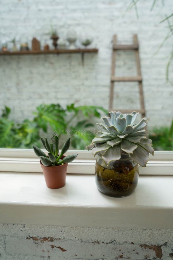 Window with cactus stock photo. Image of tradicional - 17569616