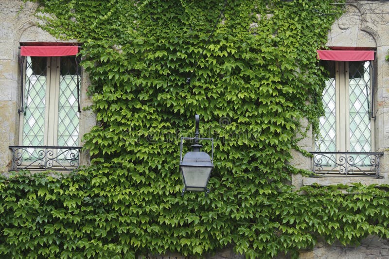 Window in the Castle Covered in Green Ivy Stock Image - Image of house ...