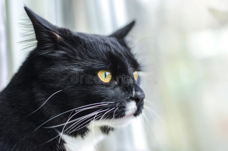 Window Cat stock photo. Image of feline, chase, hunting - 38287888