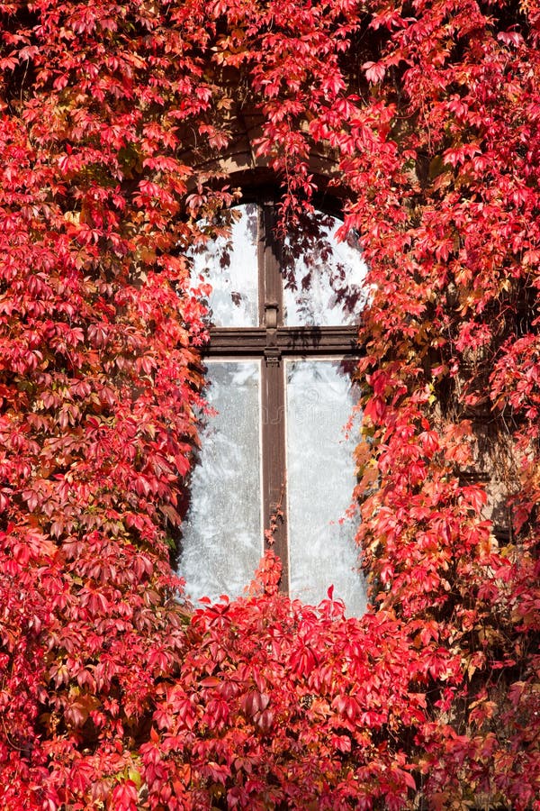 Window stock photo. Image of garden, house, leaves, climbing - 47586512