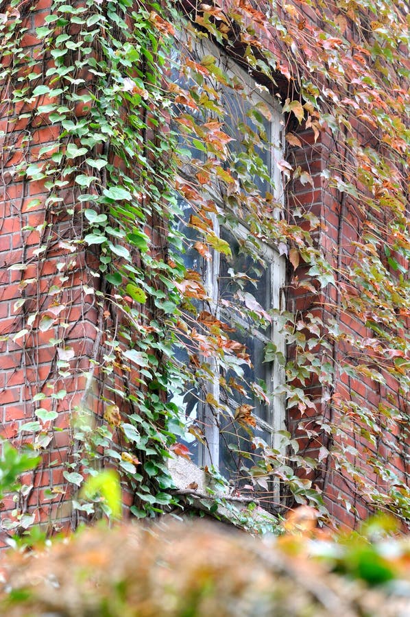 Window and Color Leaves on Wall Stock Photo - Image of external ...