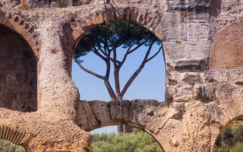 A Window of Colosseum with a Pine Maritime Inside Stock Photo - Image ...